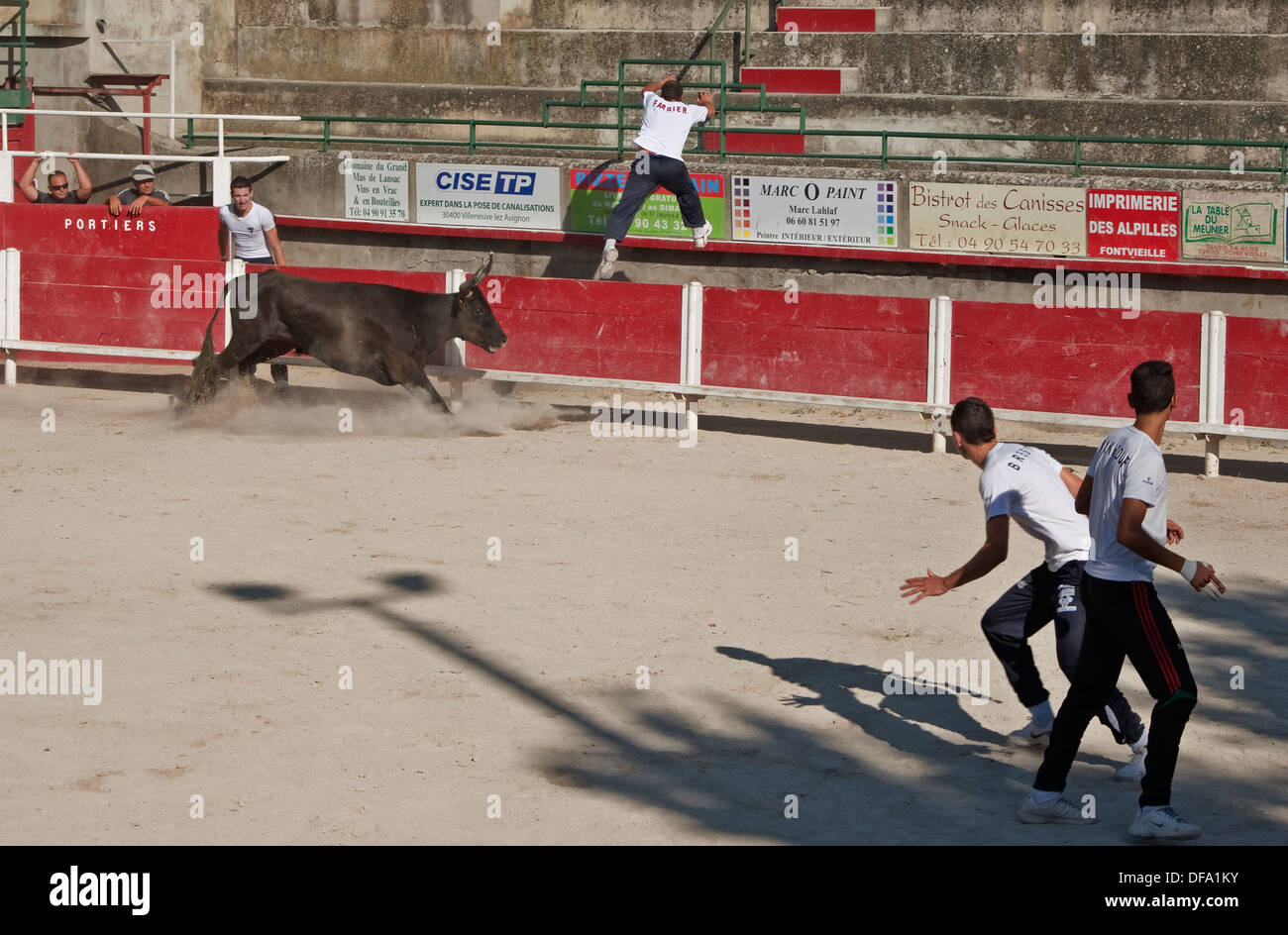 Bull in Course camarguaise arena Fontvieille France - course ...