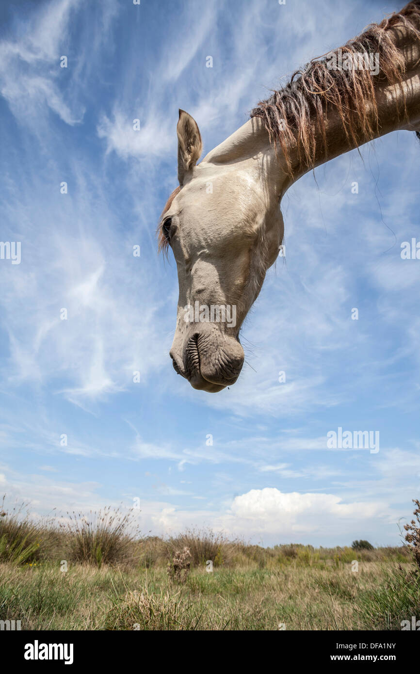 Horse in Delta Llobregat,El Prat,Catalonia,Spain Stock Photo - Alamy