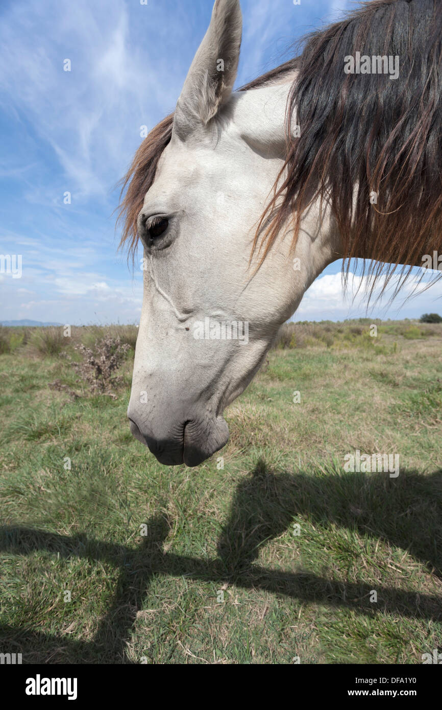 Horse in Delta Llobregat,El Prat,Catalonia,Spain Stock Photo - Alamy