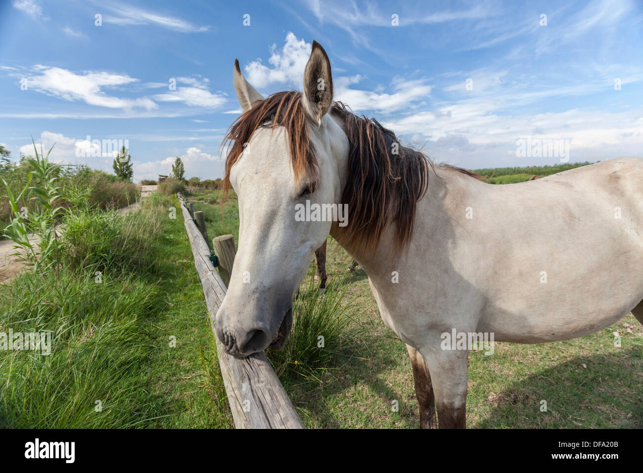 Horse in Delta Llobregat,El Prat,Catalonia,Spain Stock Photo - Alamy
