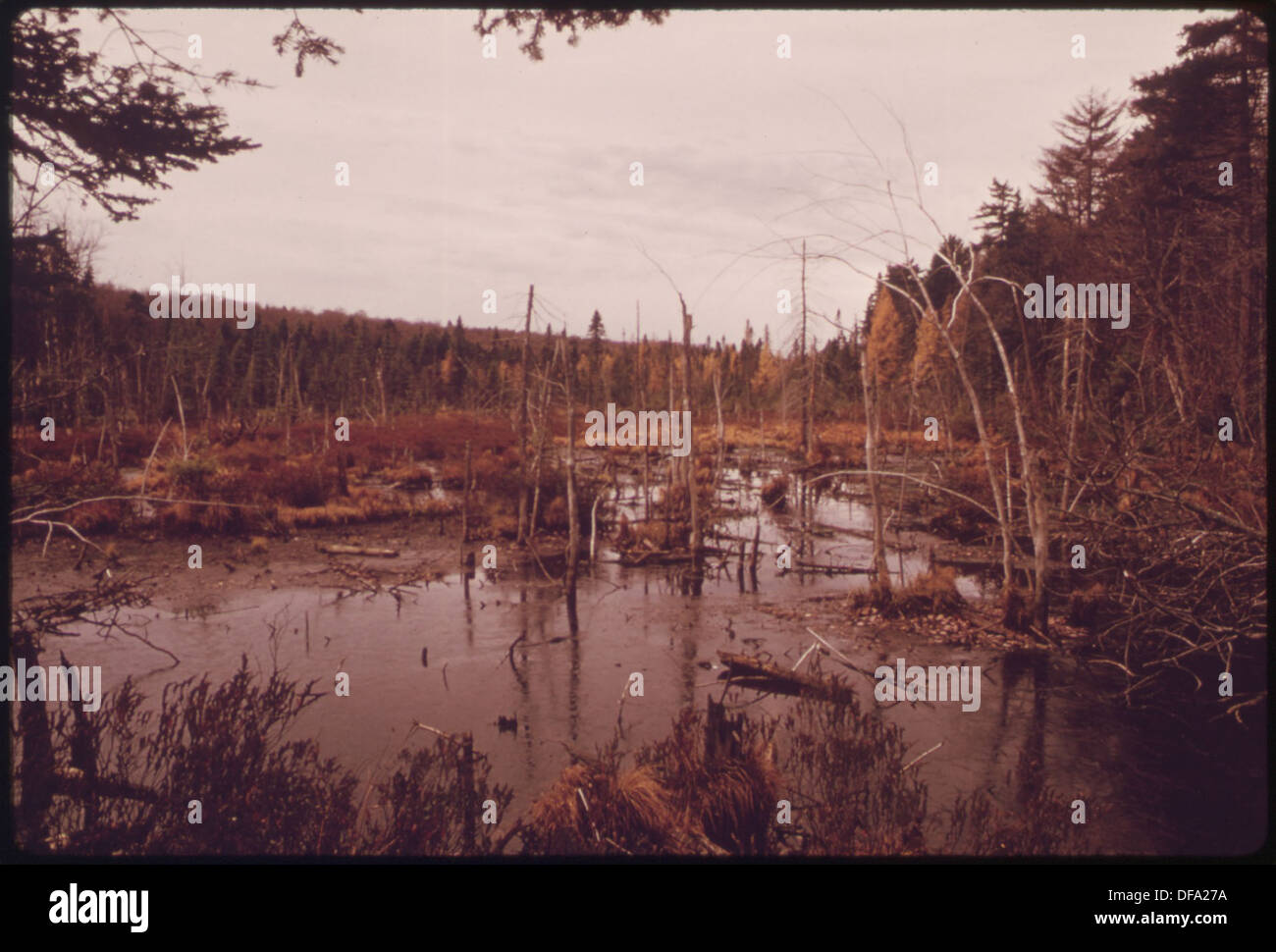 A black spruce-tamarack swamp landscape, partially dammed by beavers ...