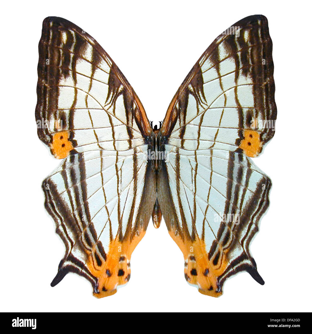 Common map butterfly hi-res stock photography and images - Alamy