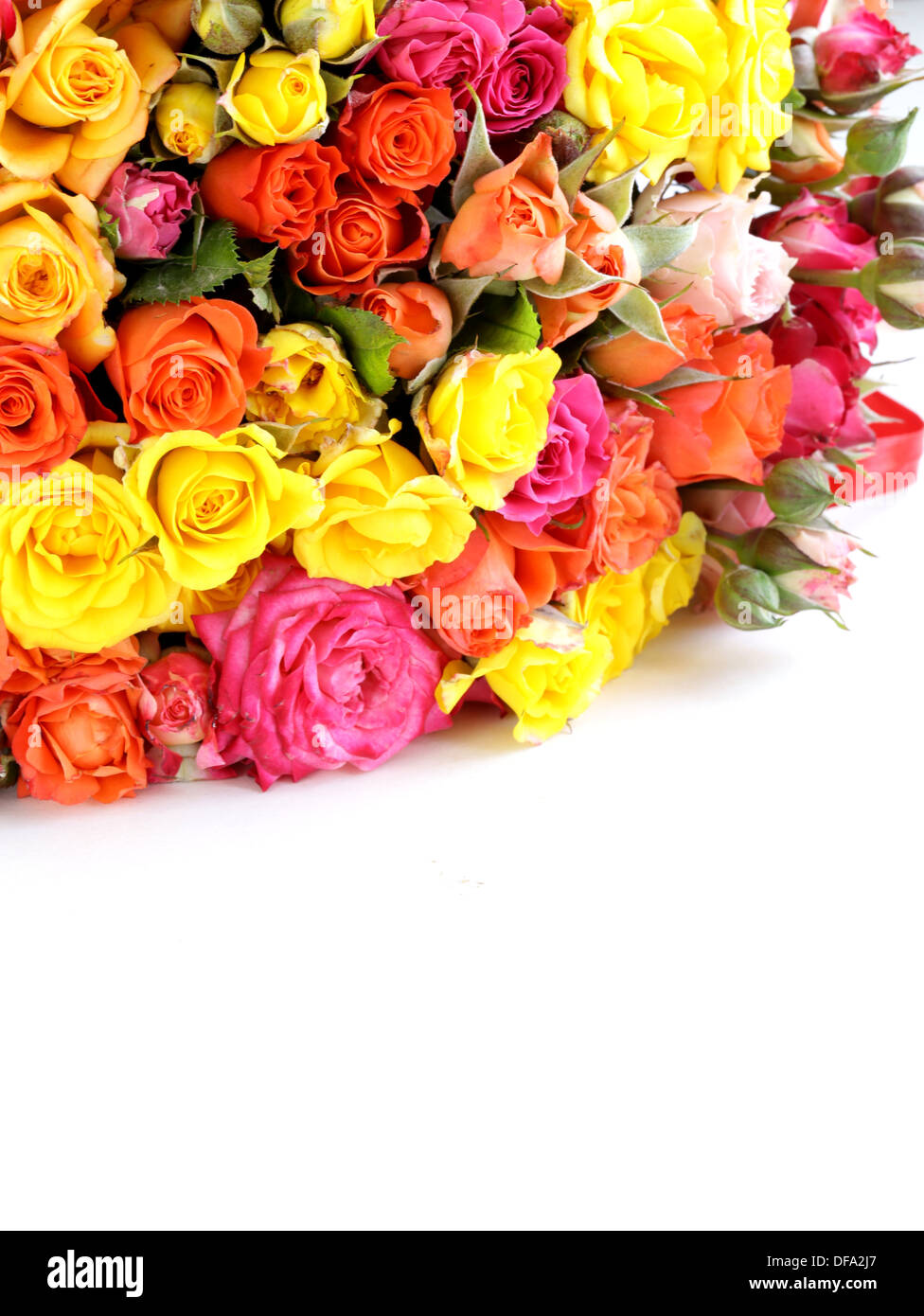Different color roses hi-res stock photography and images - Alamy