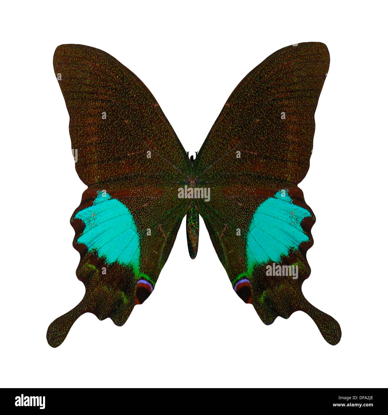 Paris peacock butterfly hi-res stock photography and images - Alamy