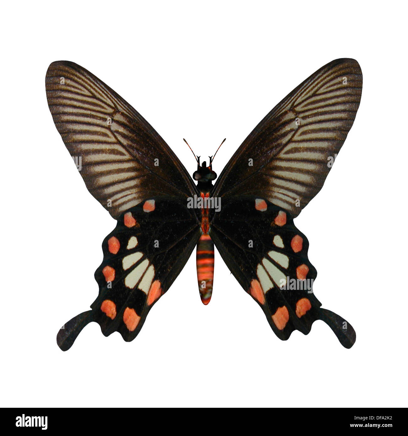 3D digital render of a Common Rose (Pachliopta aristolochiae ...