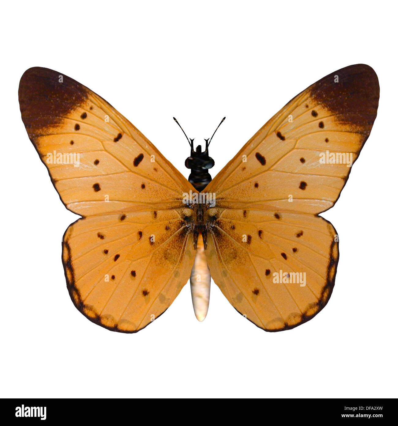 Leathery wings hi-res stock photography and images - Alamy