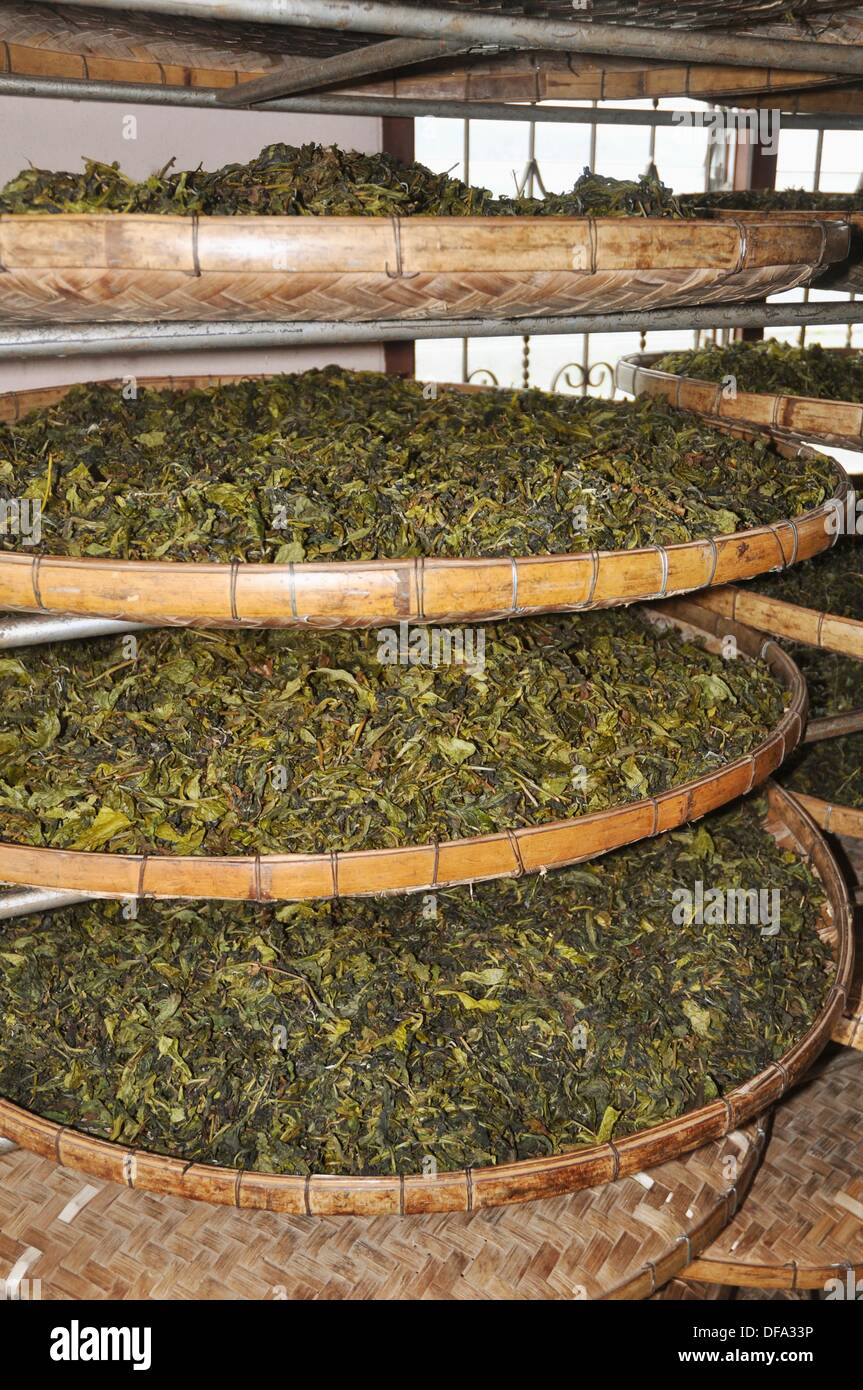 Drying tea leaves hi-res stock photography and images - Alamy