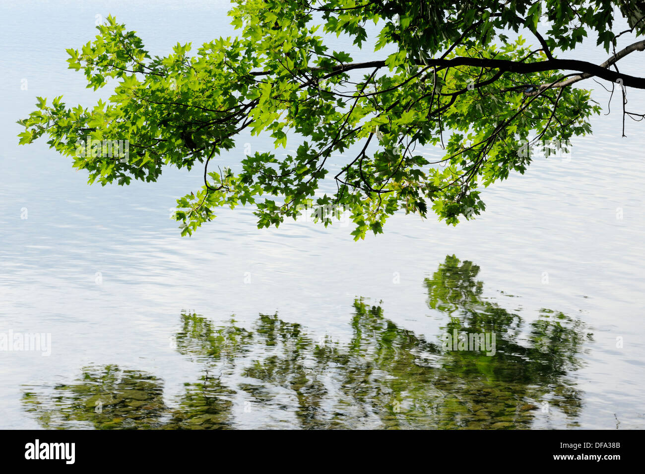 Maple tree overhanging shoreline of Kagawong Lake Stock Photo - Alamy