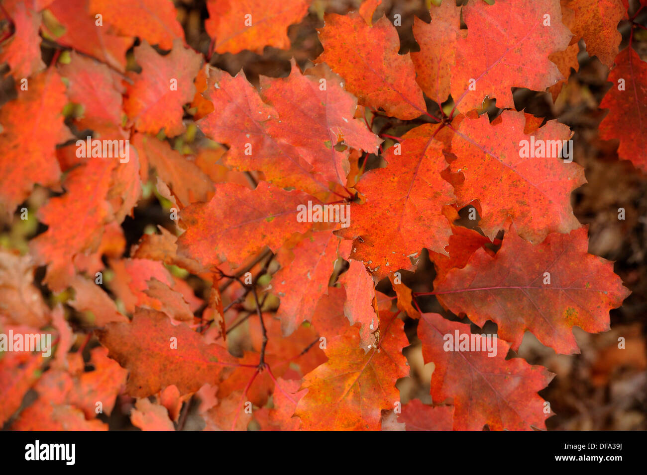 Native plant seedling hi-res stock photography and images - Alamy