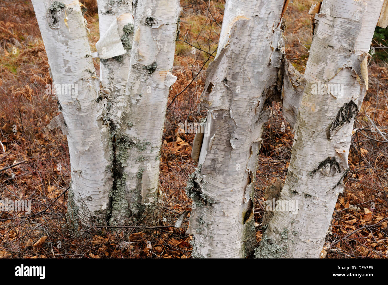 Betula papyrifera paper birch hi-res stock photography and images - Alamy