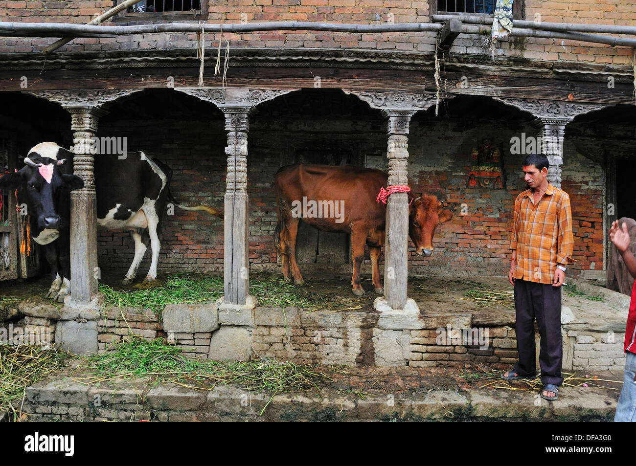 Old cows hi-res stock photography and images - Alamy