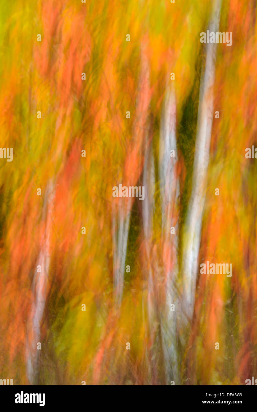 Movement of leaves hi-res stock photography and images - Alamy