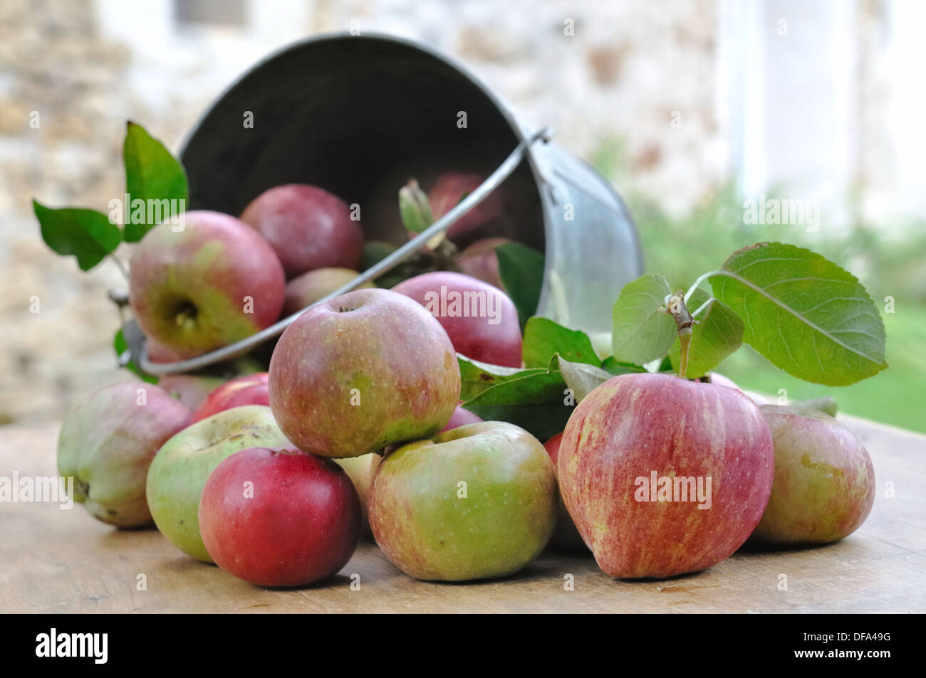 bucket of apples from the orchard spilled on a table Stock Photo - Alamy