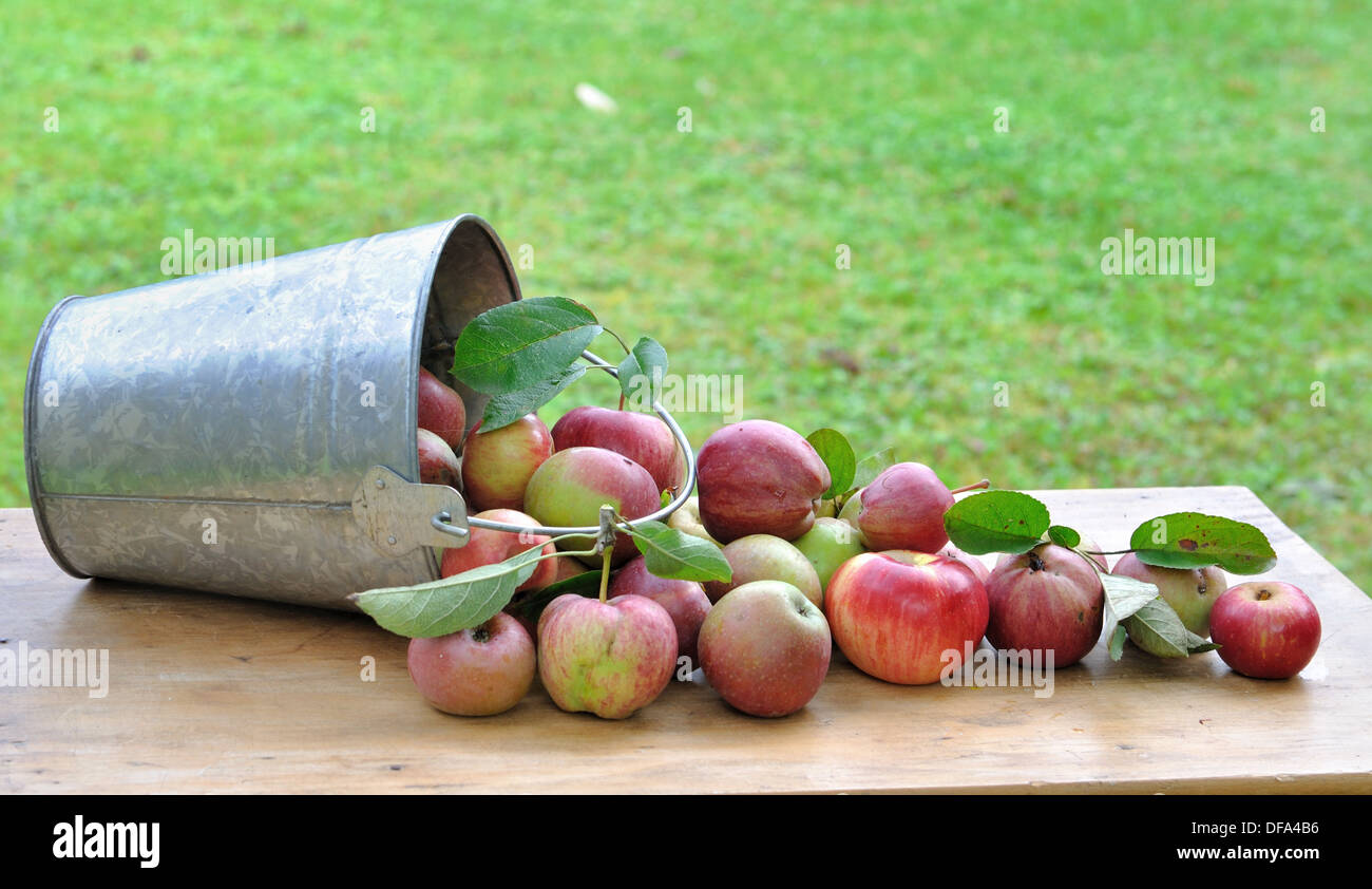 bucket of apples spilled on the garden table Stock Photo - Alamy
