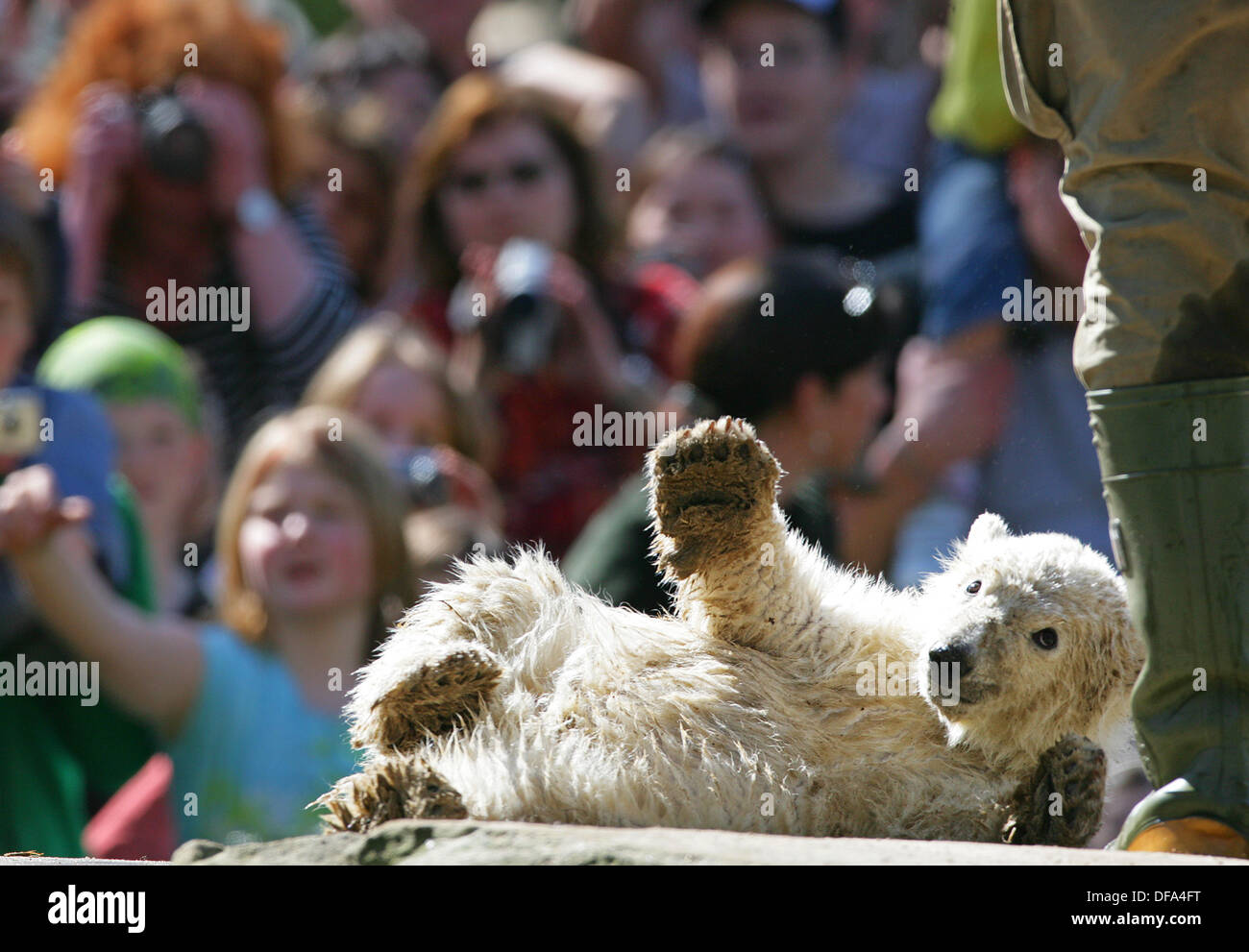 Ice bear baby Knut is watched by visitors on the 13th of April in 2007 ...