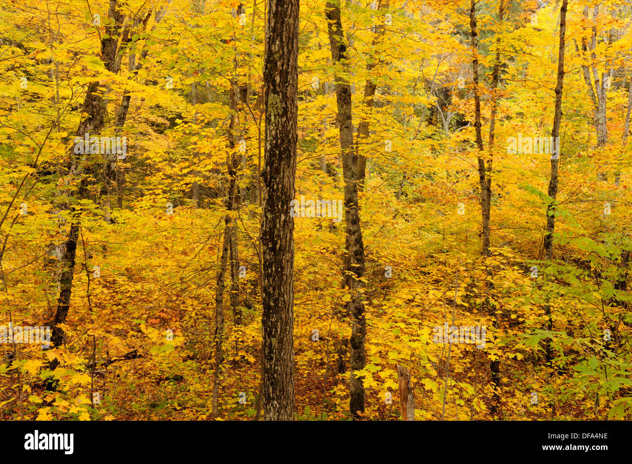 Plant maple maple sugar hi-res stock photography and images - Alamy