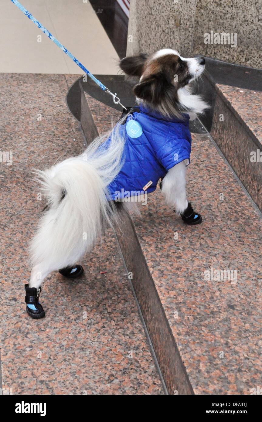 Dog fancy dress hi-res stock photography and images - Alamy