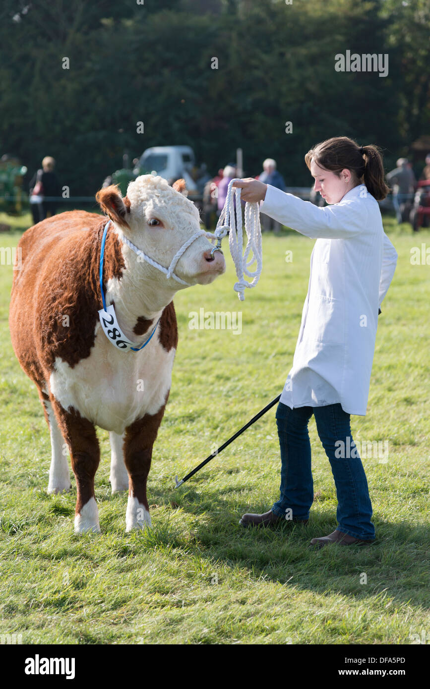 Cow handling High Resolution Stock Photography and Images - Alamy
