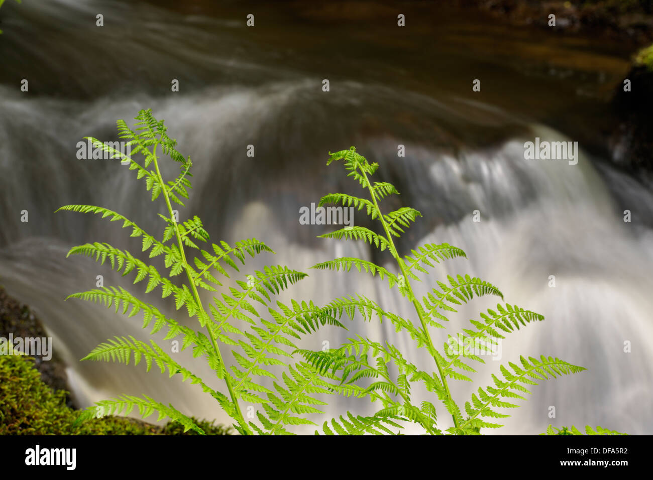 Lady fern british columbia hi-res stock photography and images - Alamy