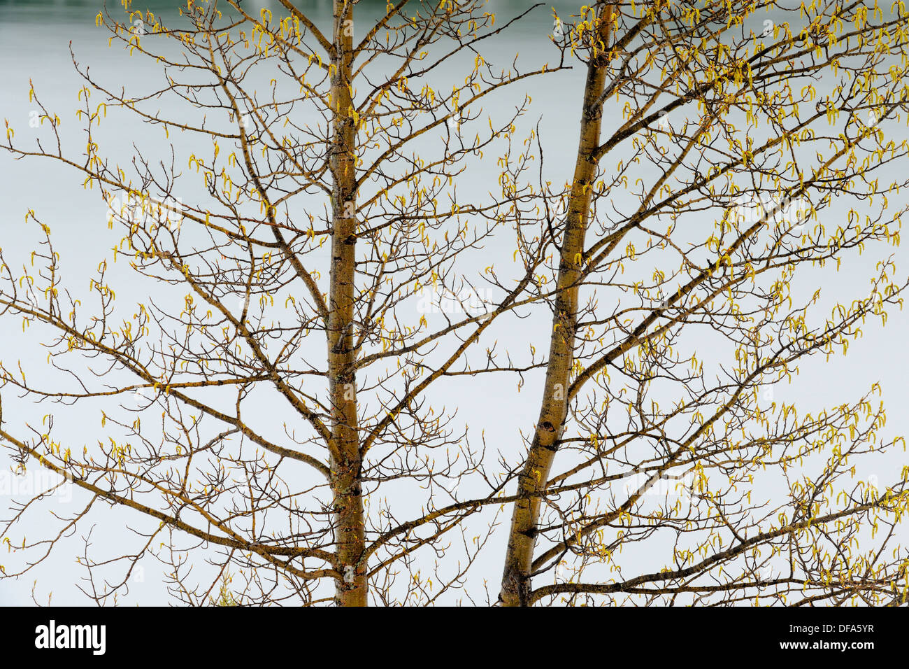 Western Balsam Poplar High Resolution Stock Photography and Images - Alamy