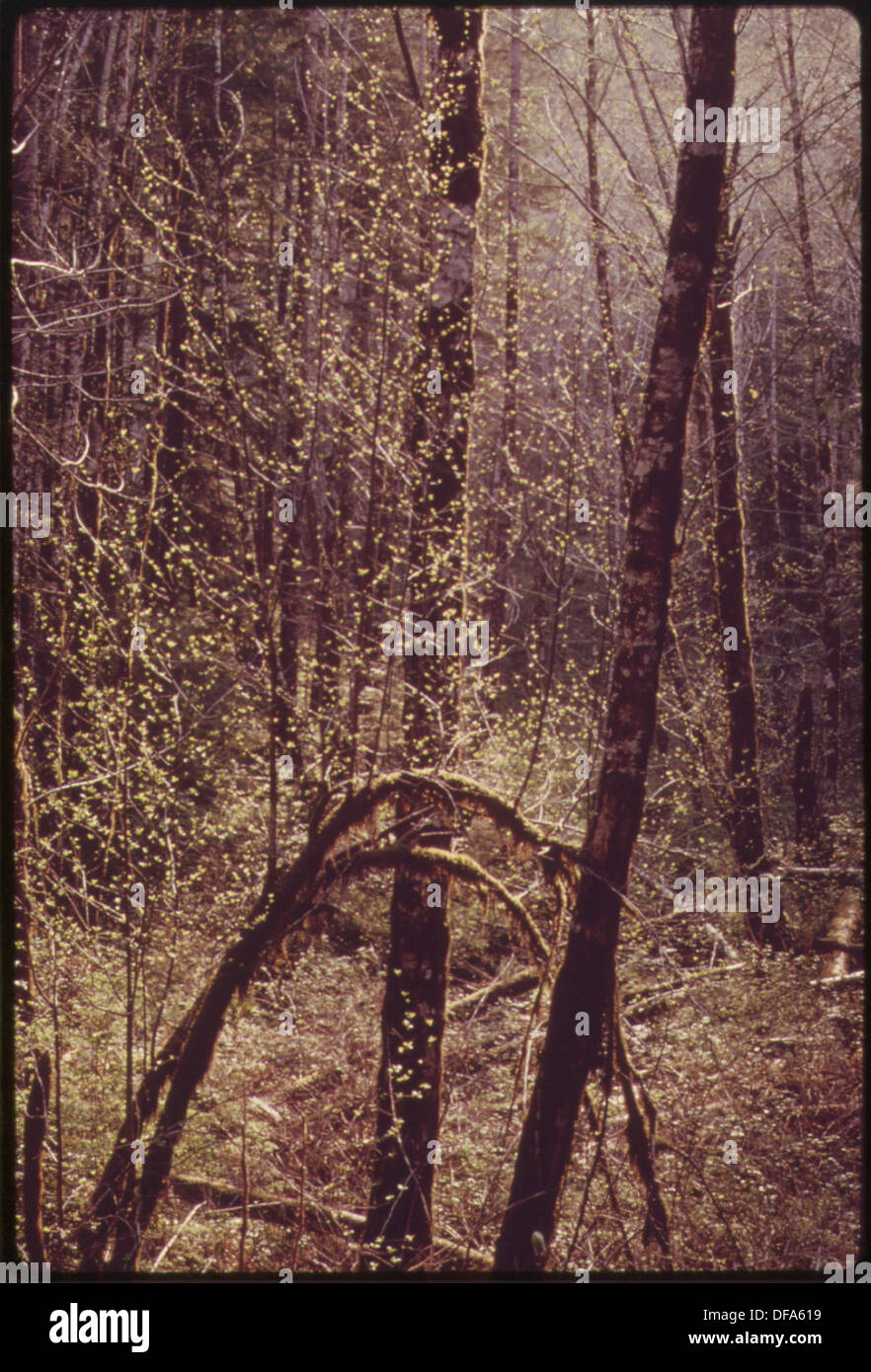 The Queets Corridor in Olympic National Park showcases vibrant vine ...