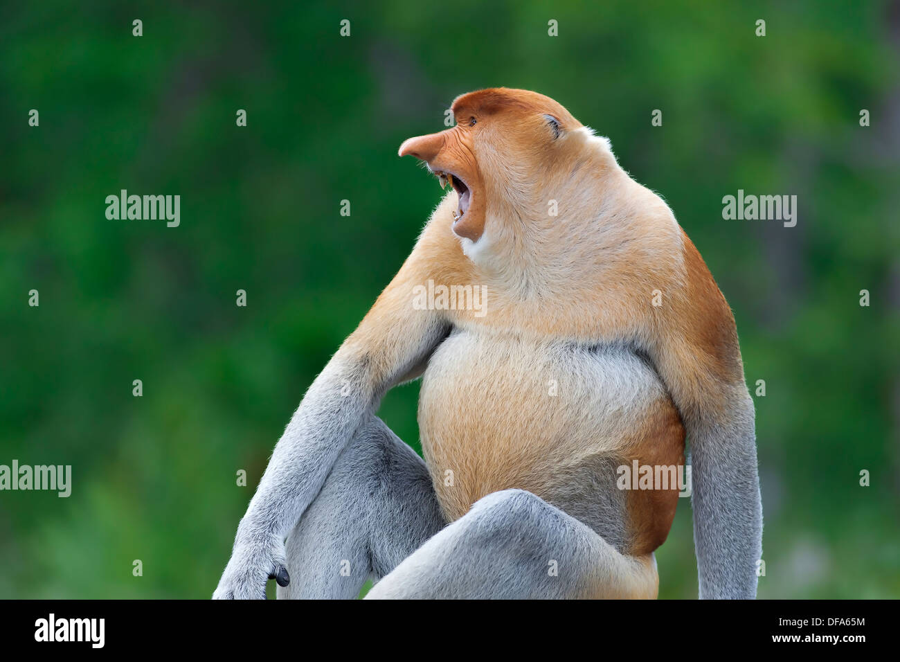 Proboscis monkey mangrove forest asia hi-res stock photography and ...