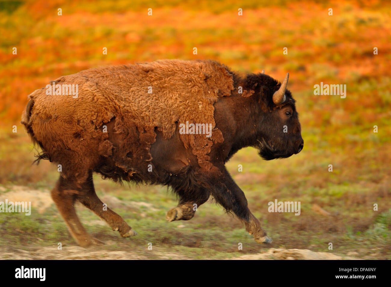 Stampede bison hi-res stock photography and images - Alamy