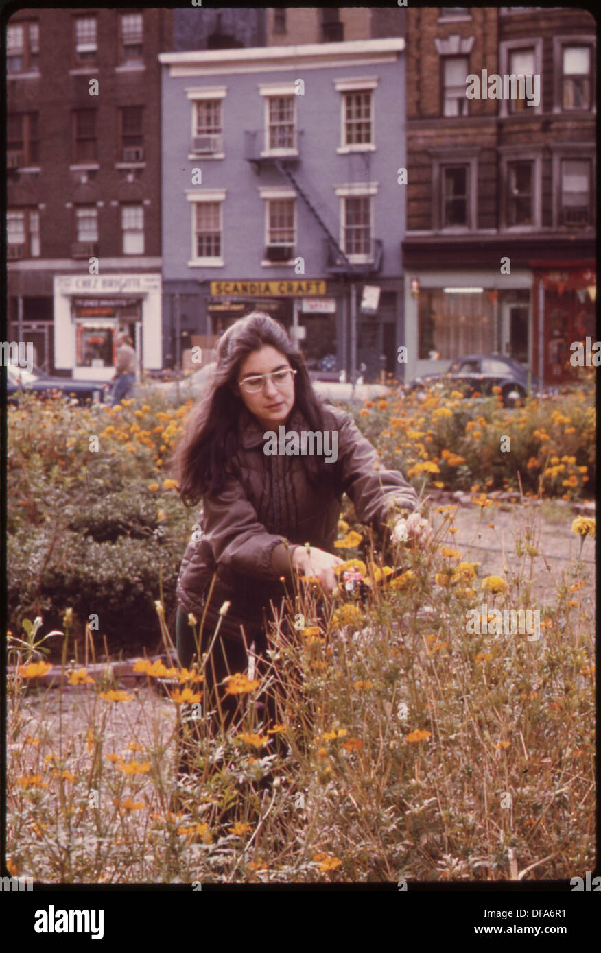 A volunteer worker tends to the garden opposite St. Vincent's Hospital ...