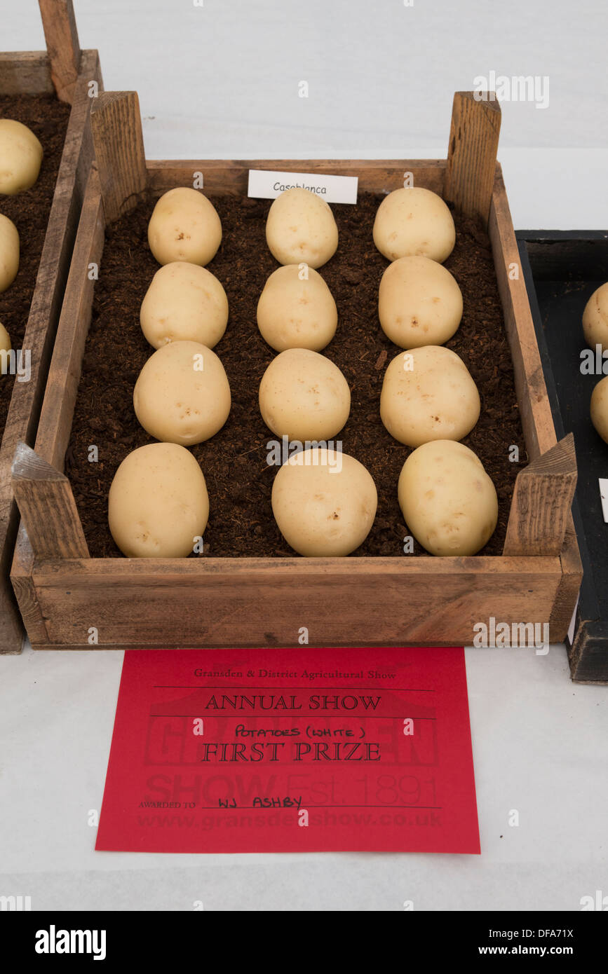 Prize winning potatoes at the Gransden Agricultural show Stock Photo ...