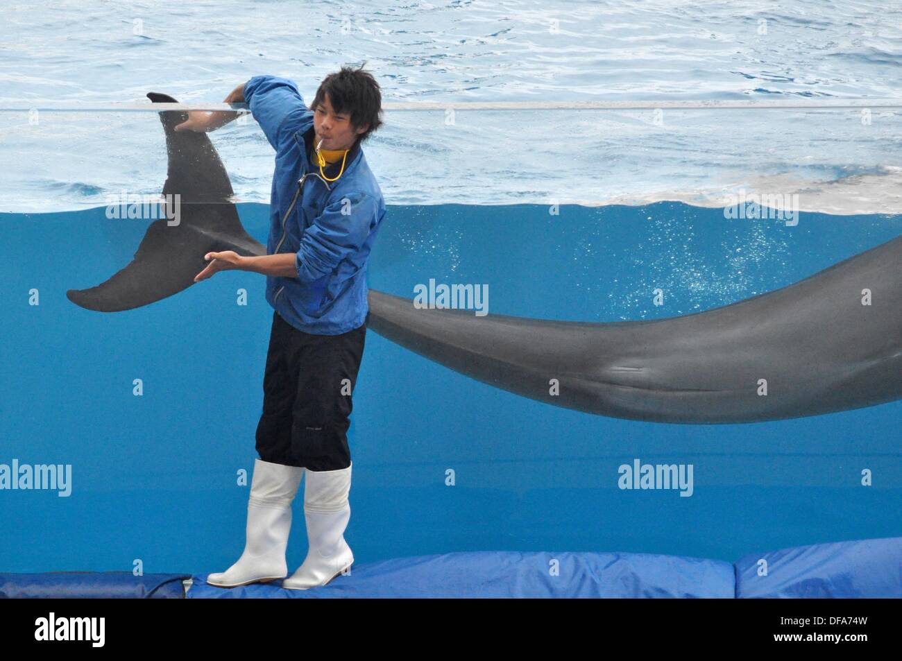 Dolphin show at churaumi aquarium hi-res stock photography and images ...