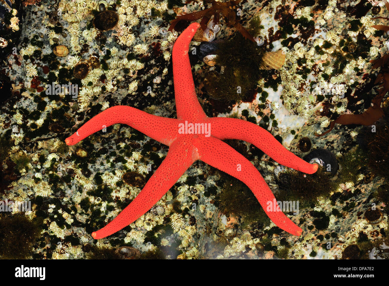 Blood Star Henricia High Resolution Stock Photography and Images - Alamy