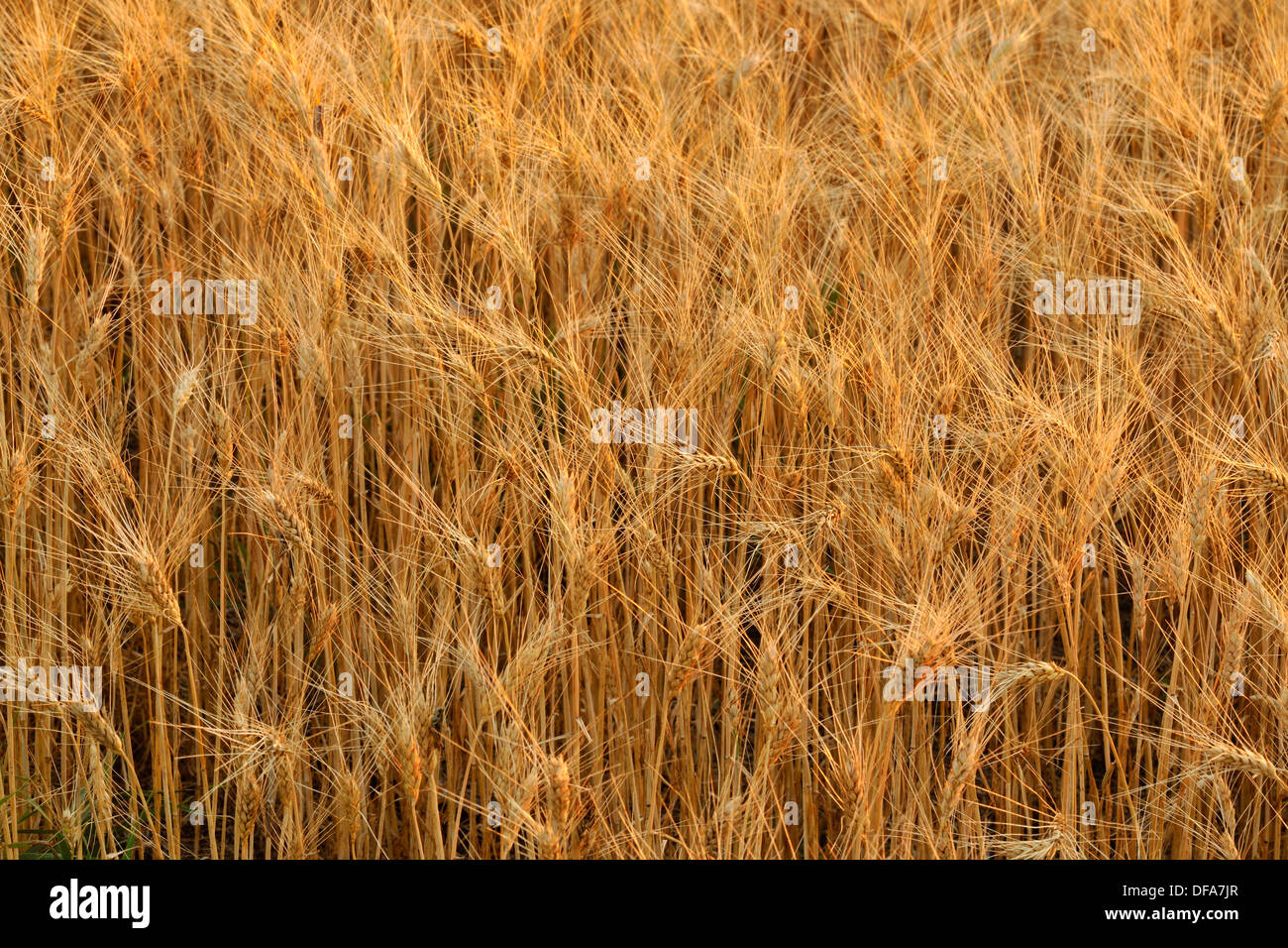 Grass with many stalks hi-res stock photography and images - Alamy