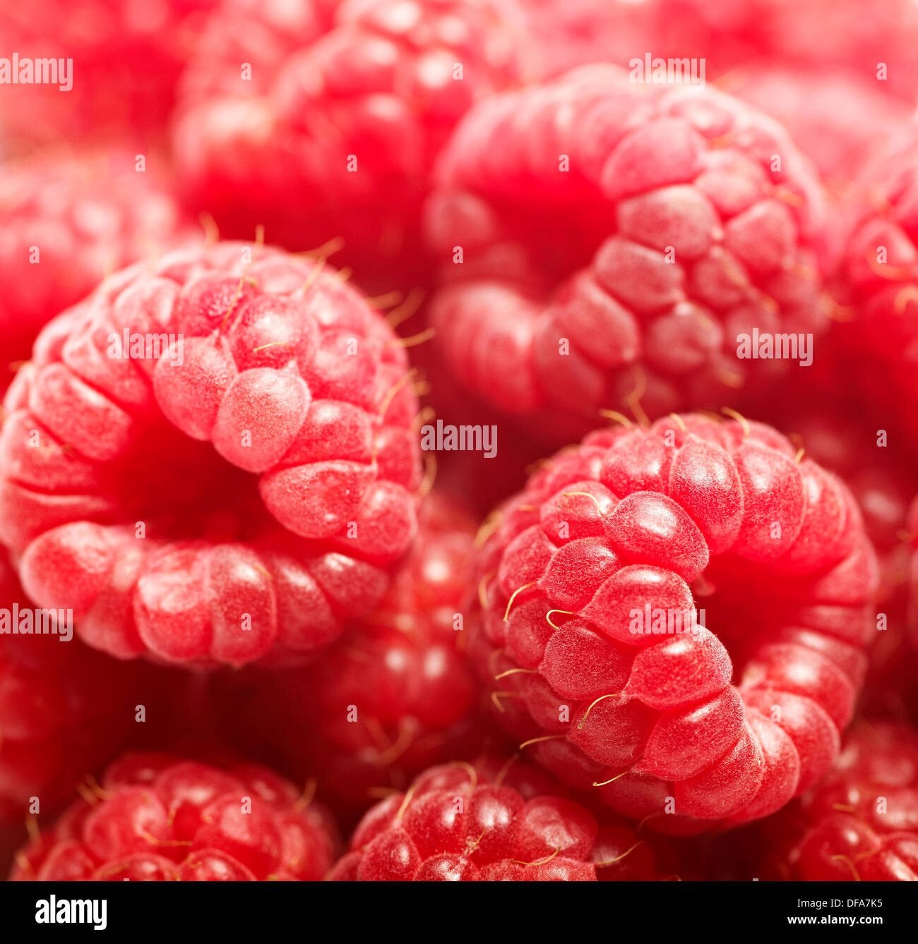 atmospheric image of lots of raspberries Stock Photo - Alamy