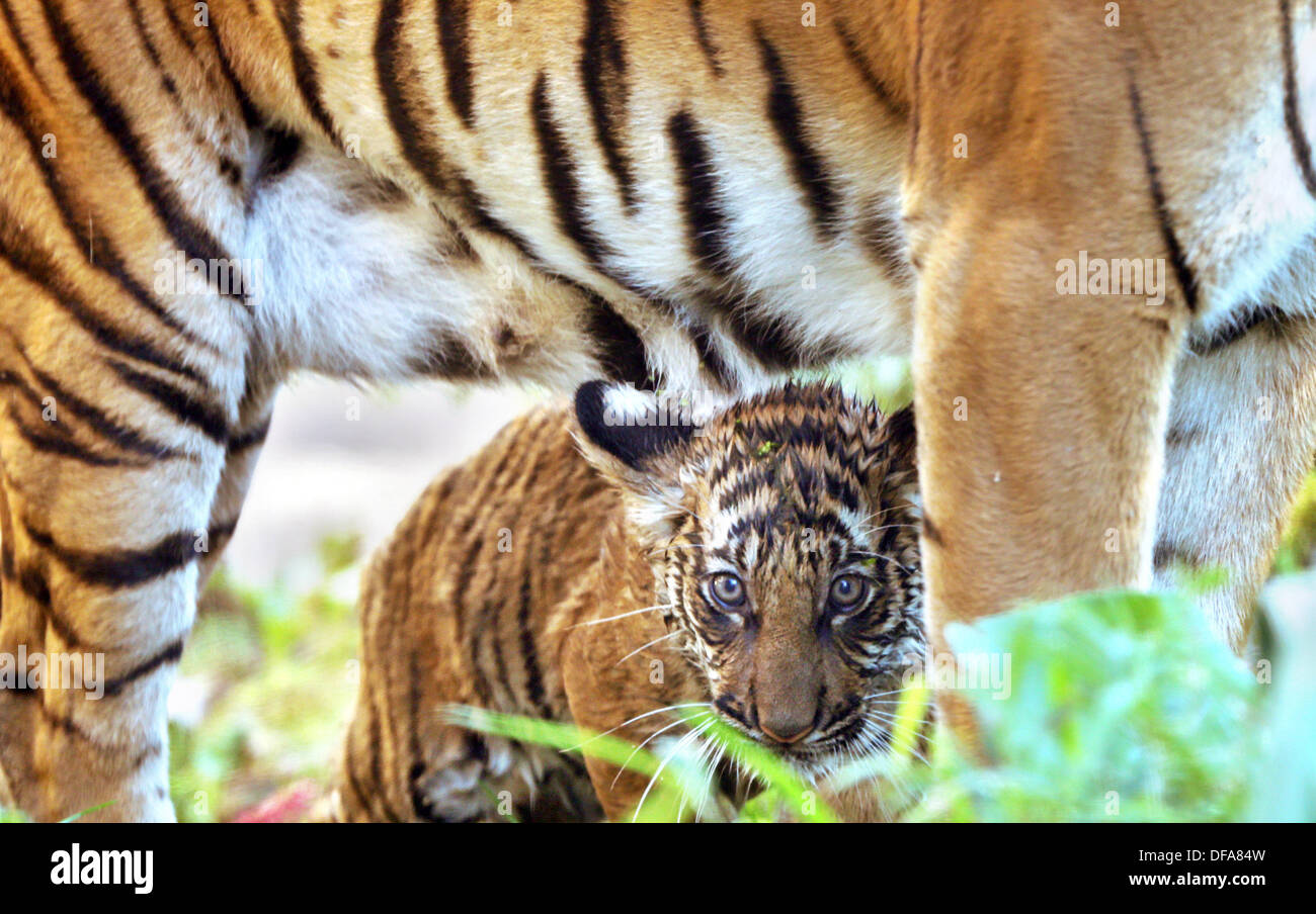 Siblings in the bath hi-res stock photography and images - Alamy