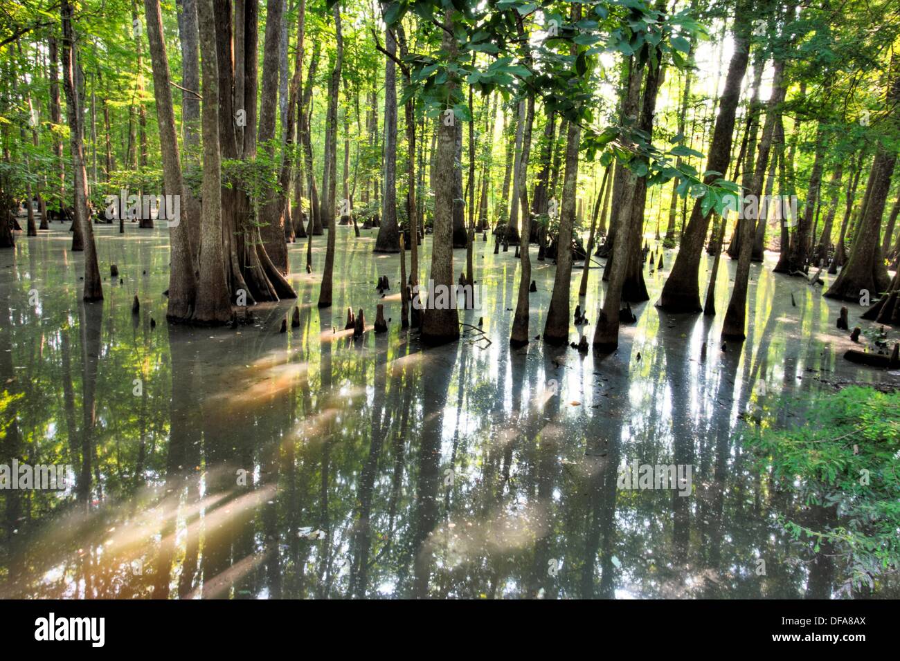 Florida Slough Swamp Marsh High Resolution Stock Photography and Images ...