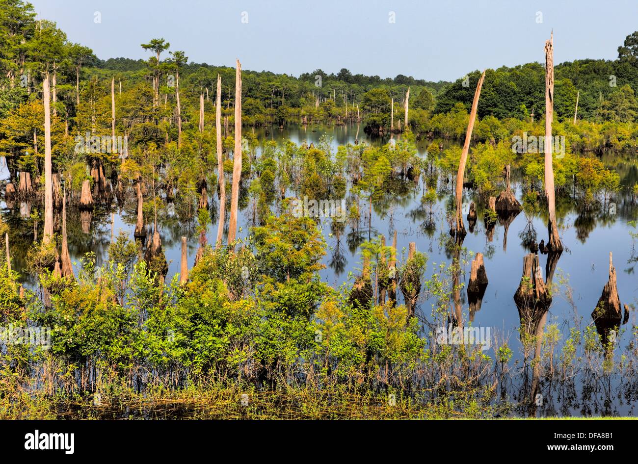 Dead lakes florida hi-res stock photography and images - Alamy