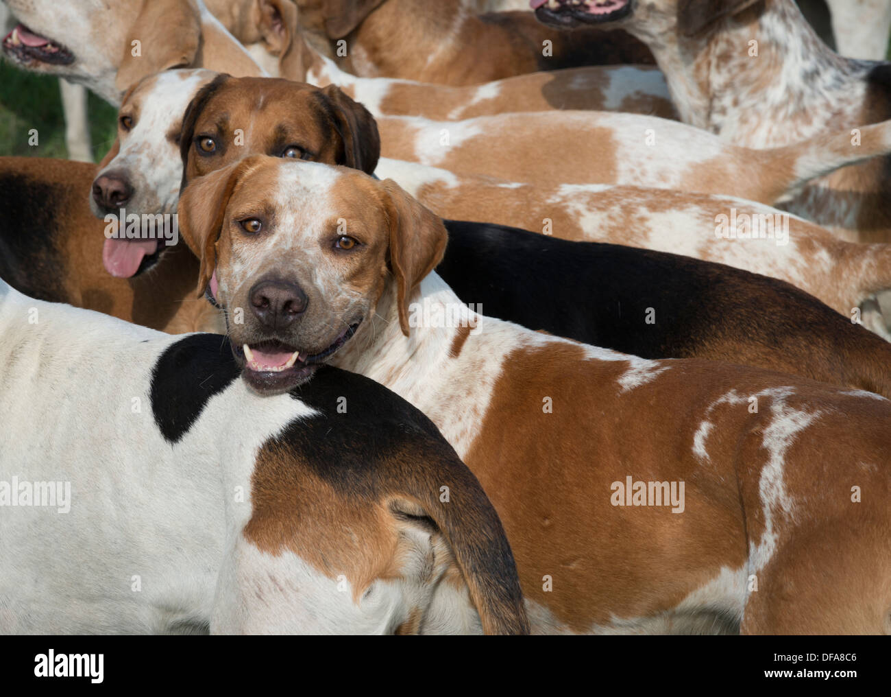 Foxhounds uk hi-res stock photography and images - Alamy