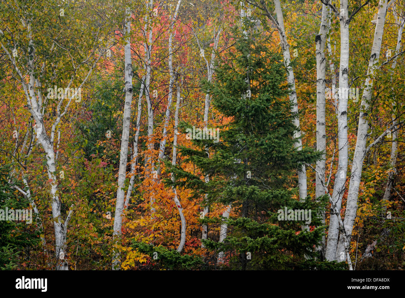 A mix of birch, maple and spruce trees with early autumn foliage ...