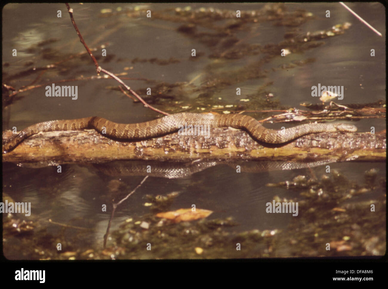 A water snake (Natrix) rests on a log in the clear waters of Ha Ha ...