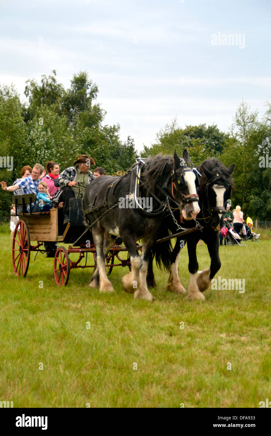 Shire horse ride hi-res stock photography and images - Alamy