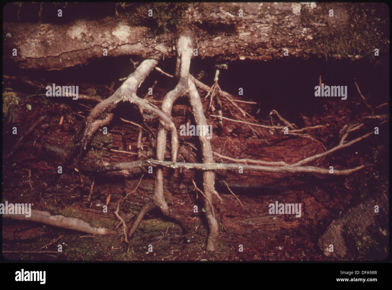 This image shows a western red cedar nurse log in Olympic National Park ...