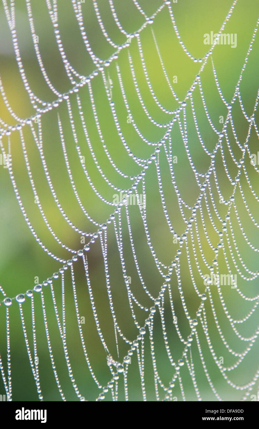 Spider web patterns and dew drops Stock Photo - Alamy