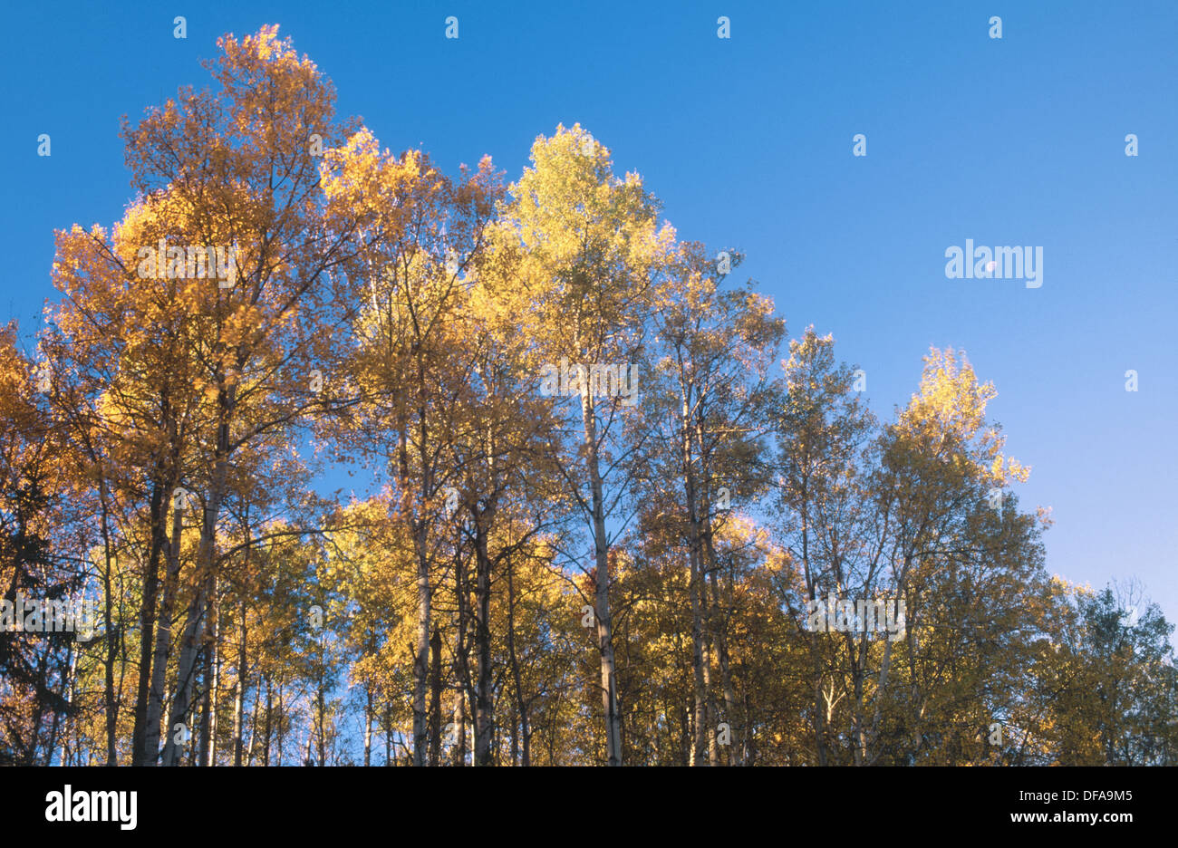 Populus tremuloides from below hi-res stock photography and images - Alamy