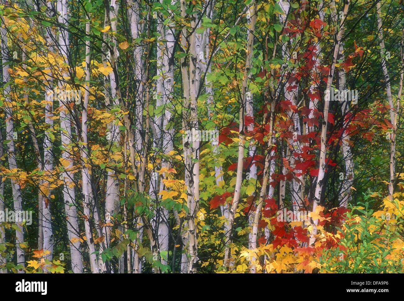 Mature maples ontario hi-res stock photography and images - Alamy