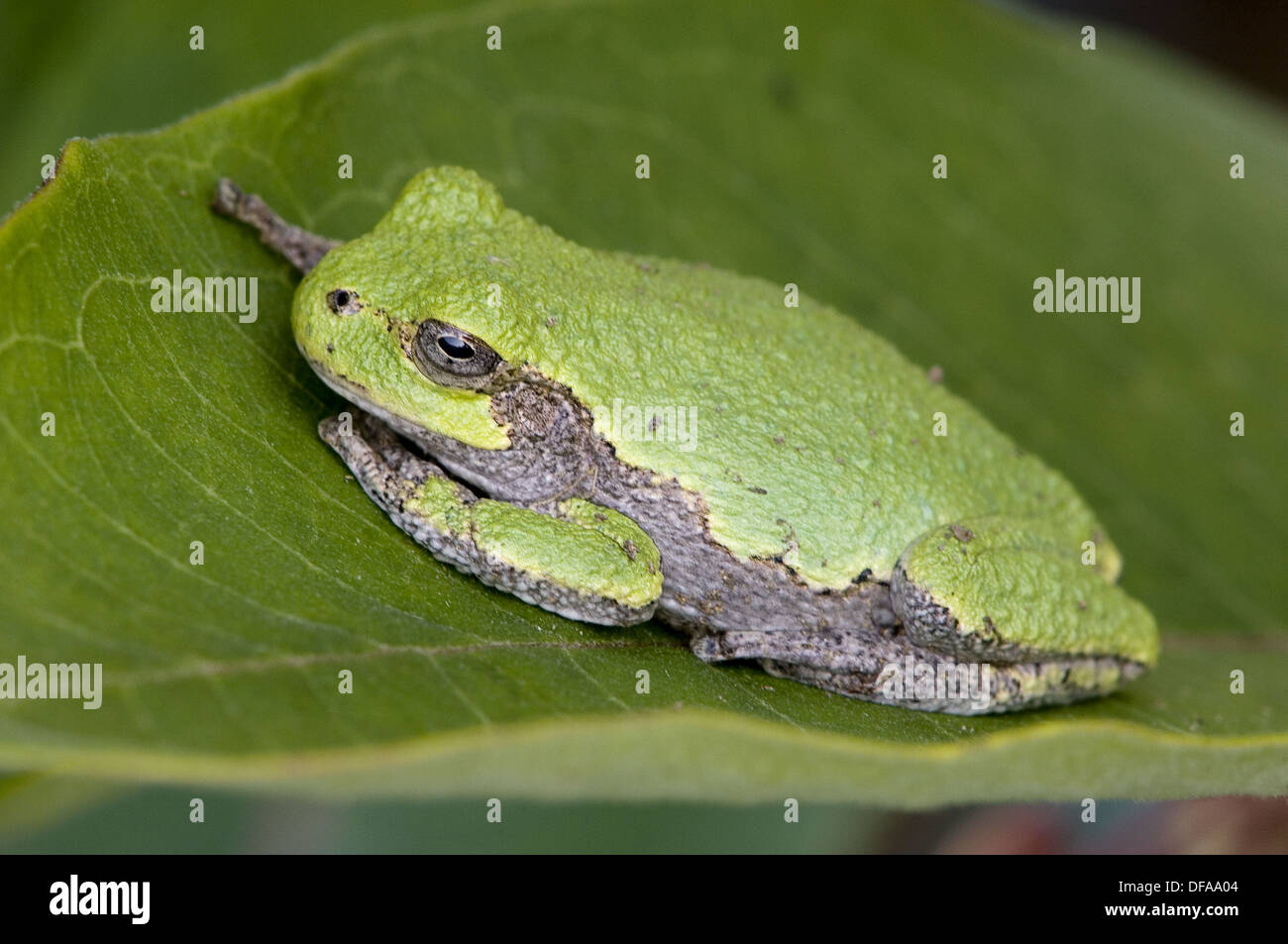 Eastern north america native tree hi-res stock photography and images ...