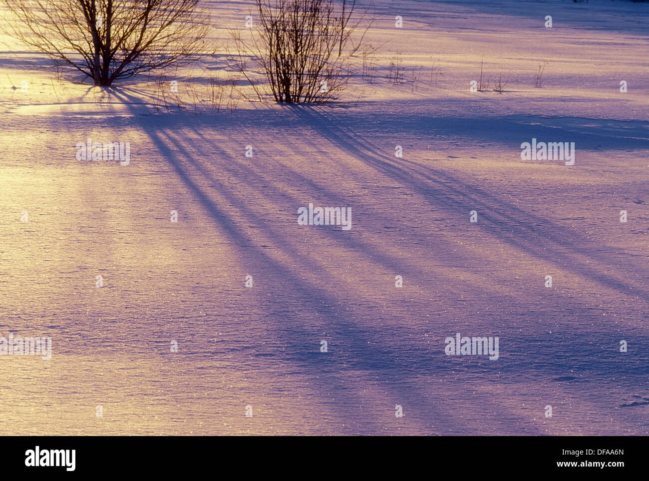 Morning light and tree shadows on winter meadow. Sudbury. Ontario ...