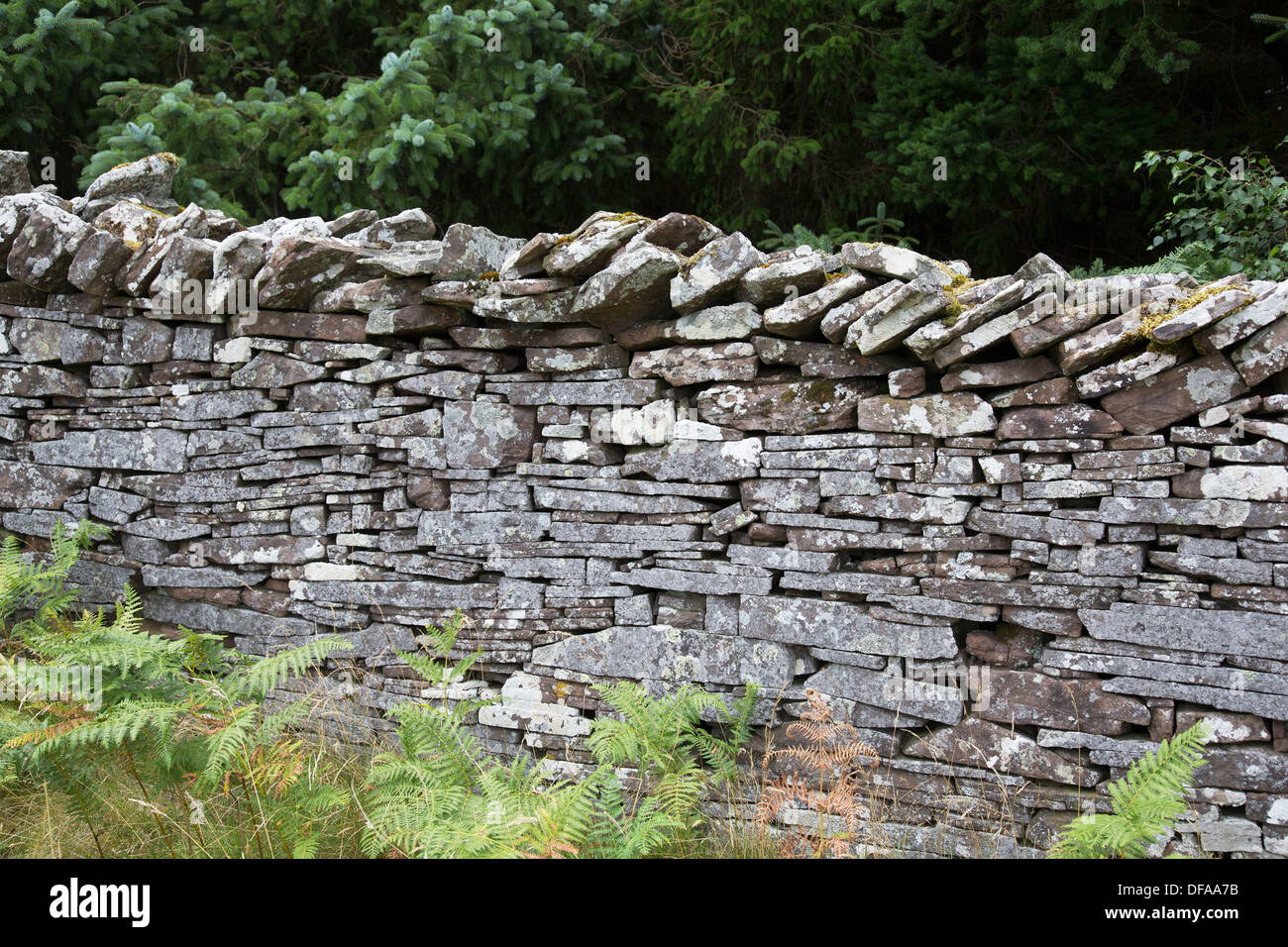 Traditional dry stone wall in Powys, Wales, UK Stock Photo - Alamy