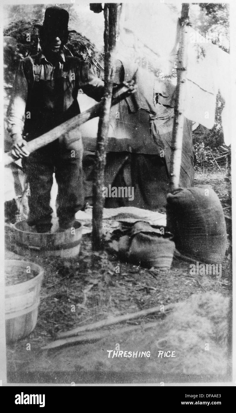 This image depicts the harvesting and processing of wild rice, a staple ...
