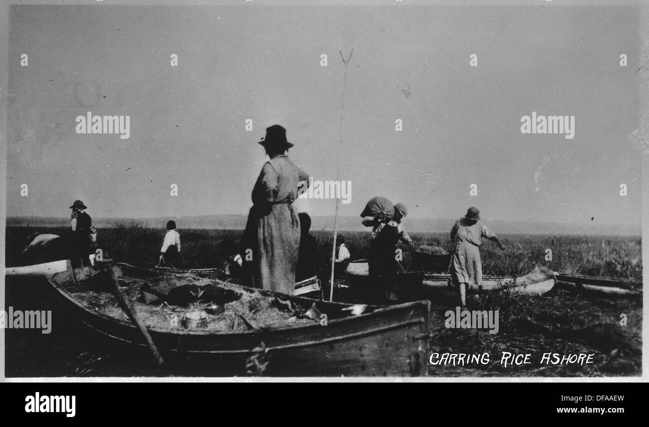 Wild rice harvesting and processing is a traditional practice involving ...