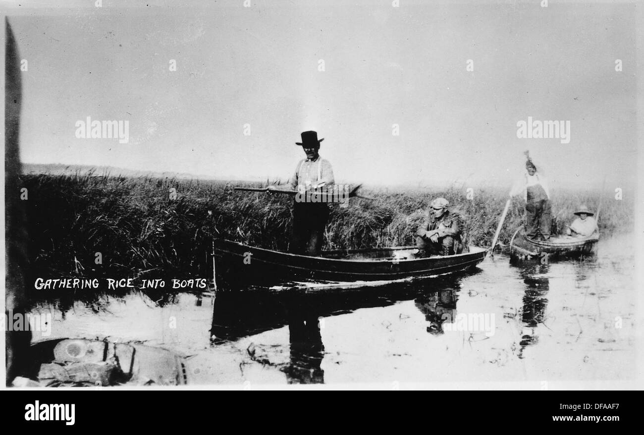 A photograph showing the harvesting and processing of wild rice, a ...